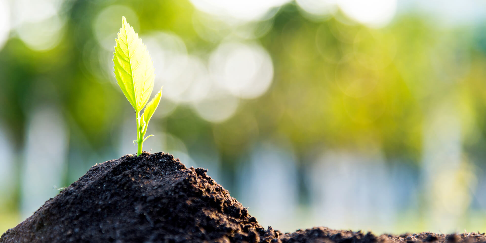 Memory in Nature: How Science Care celebrates life