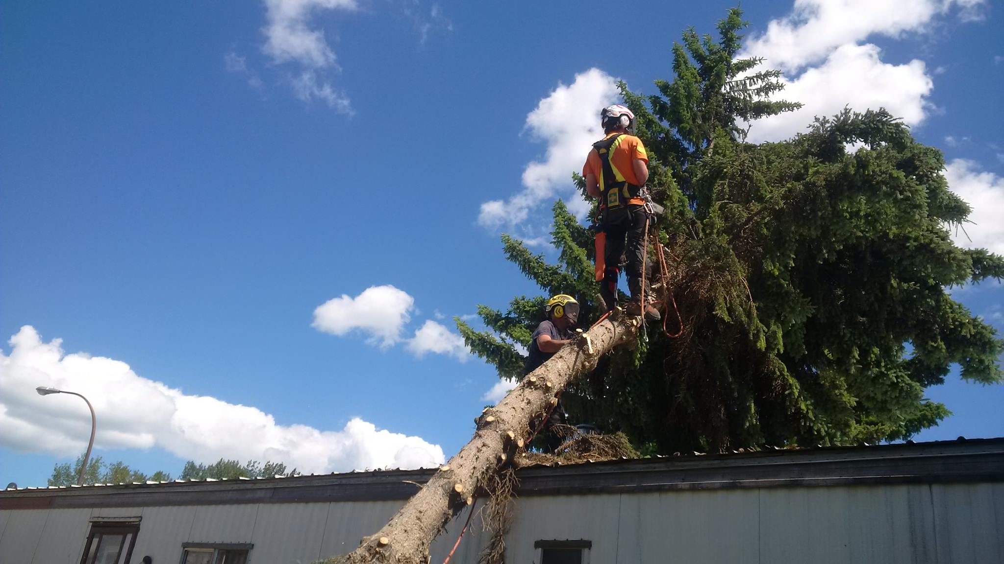 Fallen Tree Removal Calgary? Here's How | Apex Tree Experts
