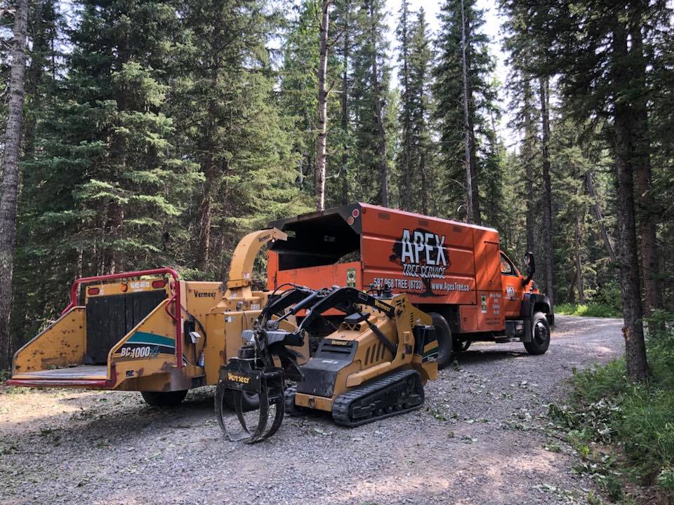 Calgary Tree Removal Experts: Removal, Pruning, Land Clearing | ApexTree