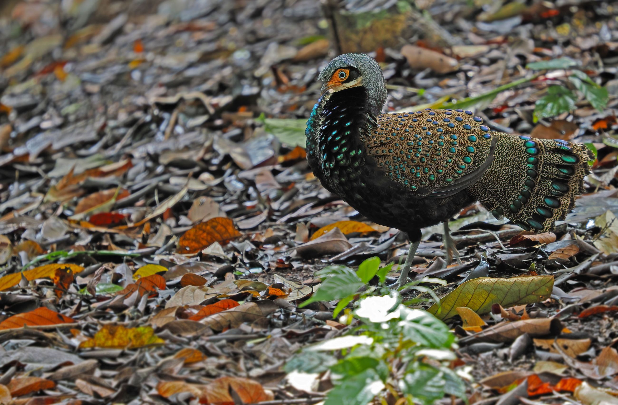 Birdtour Asia: birding tours throughout the continent