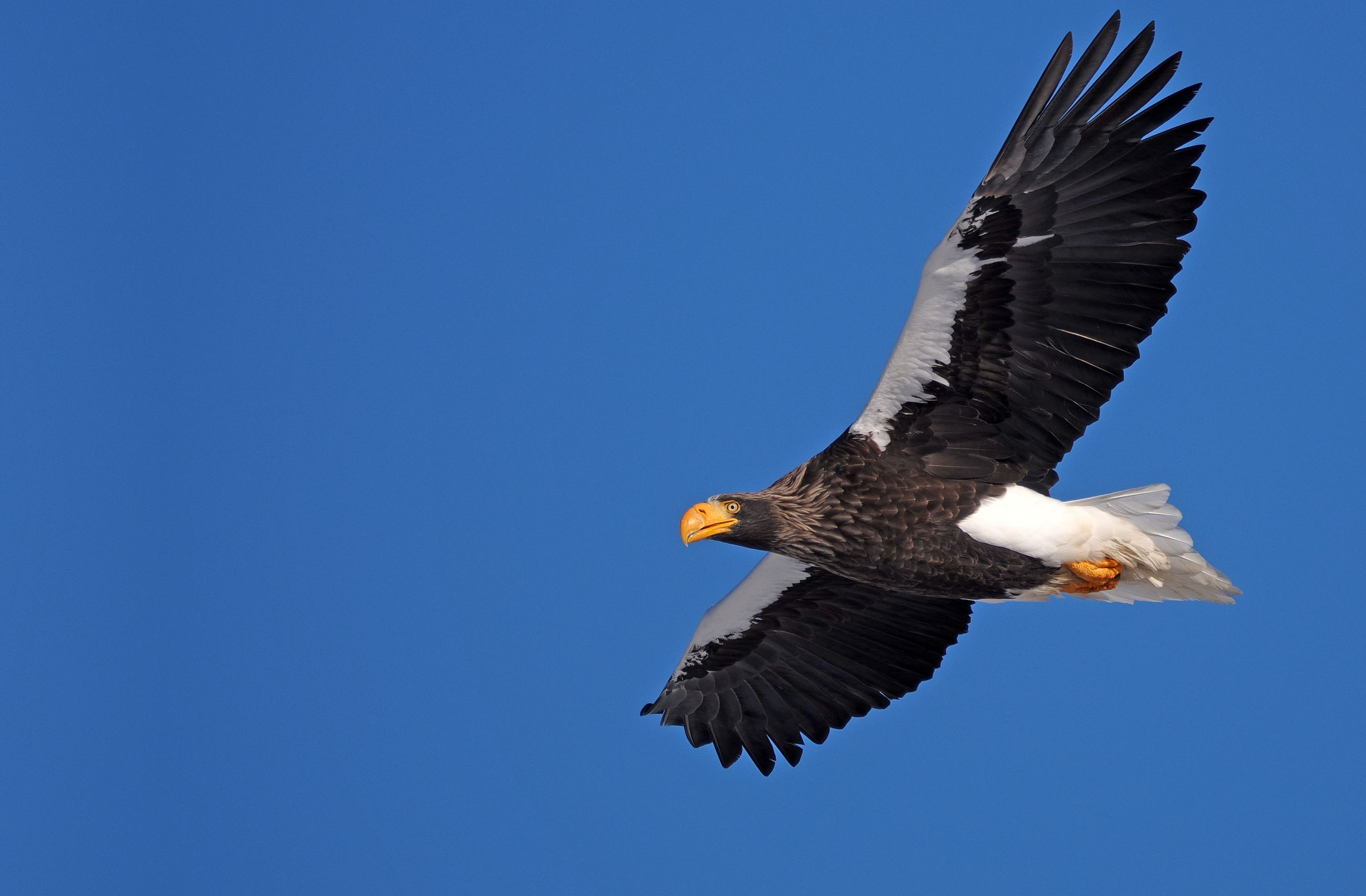 Birdtour Asia: birding tours throughout the continent
