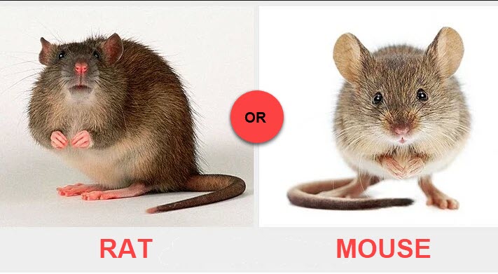 Mice and Rat Removal,