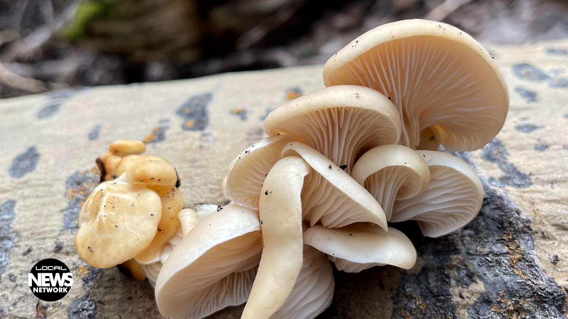 Mushroom Foraging, Medicinal & Culinary Uses