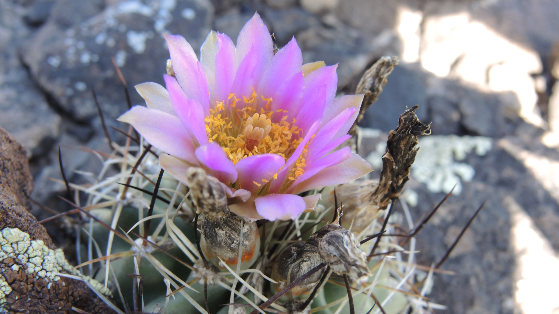 Native Cactus No Longer Endangered