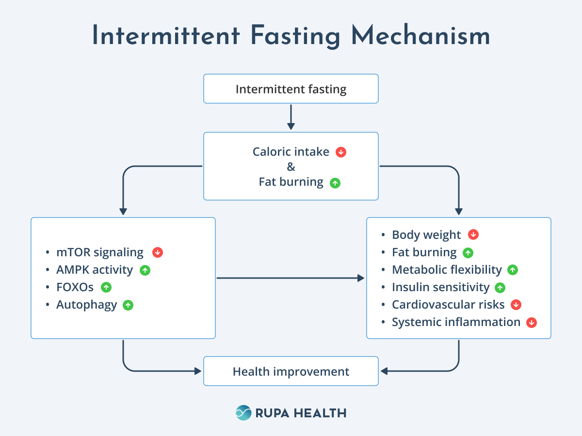 Can Intermittent Fasting Combat Insulin Resistance?: Let's Dive Into ...
