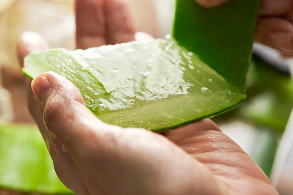 Aloe For Acne: Unlocking the Natural Healing Power of Aloe Vera in Skincare