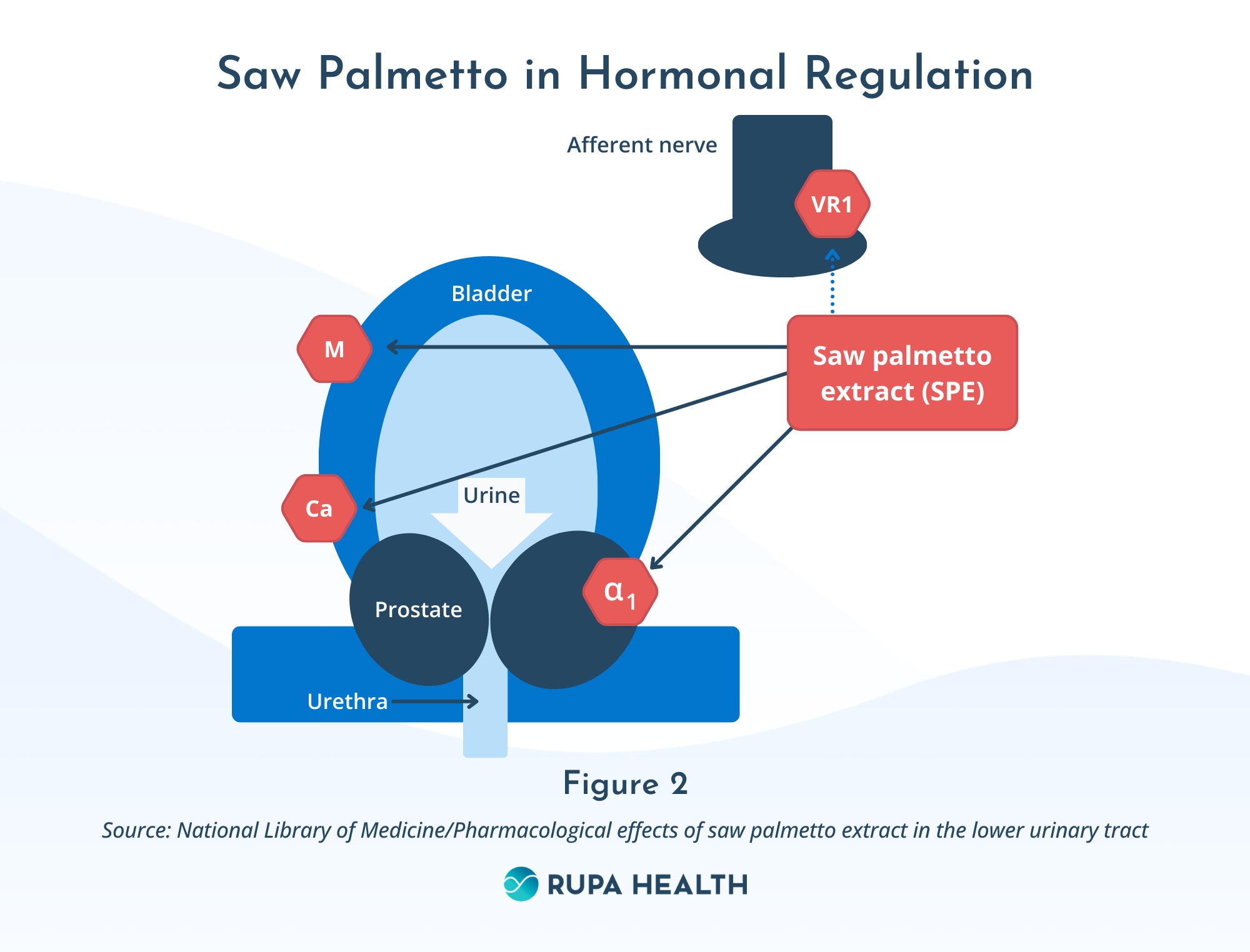 Saw Palmetto's Role in Hormonal Balance and Prostate Health