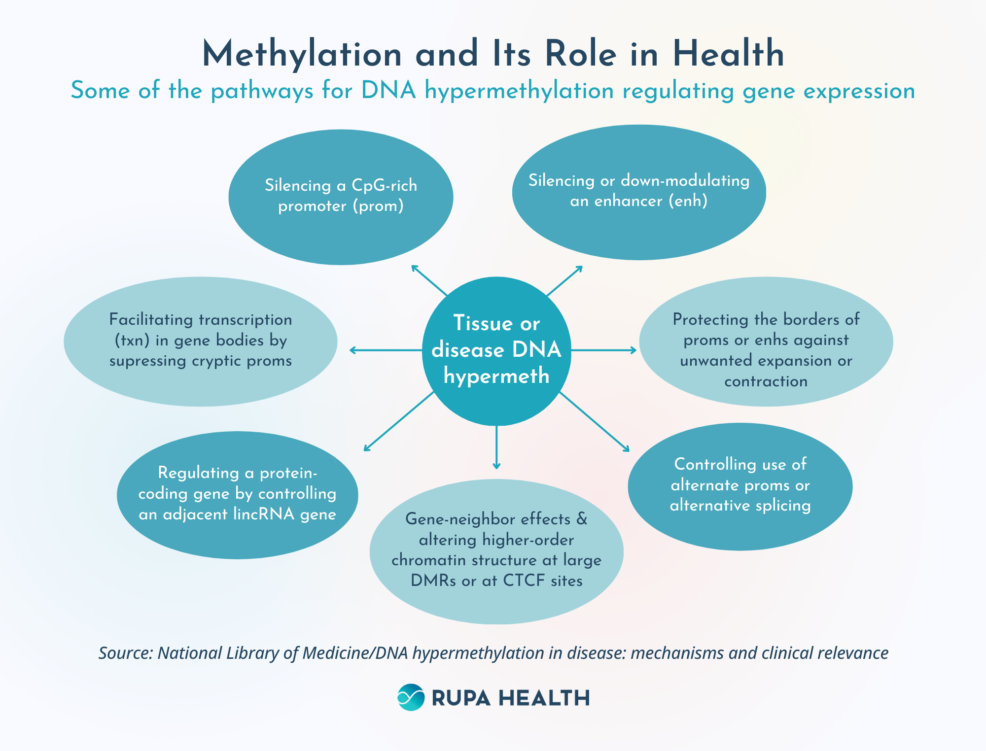 What is Methylation: An Introduction to Its Role in Health and Disease ...