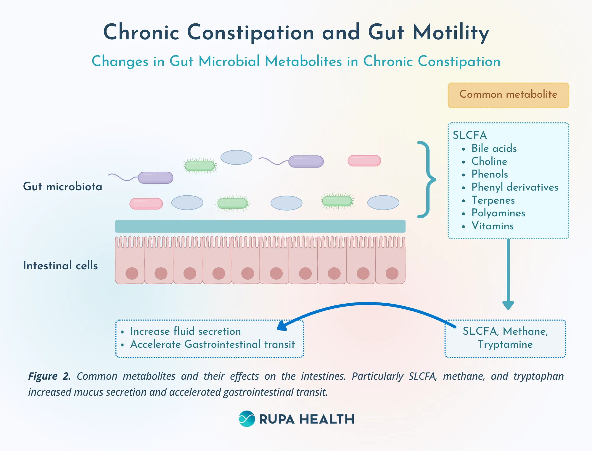 Chronic Constipation and Gut Motility: Functional Medicine ...