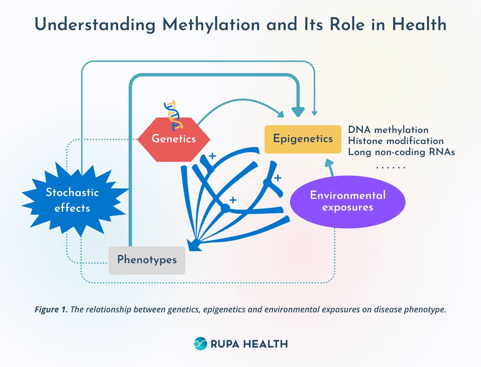 Methylation, Detoxification, and Environmental Medicine: A Functional ...