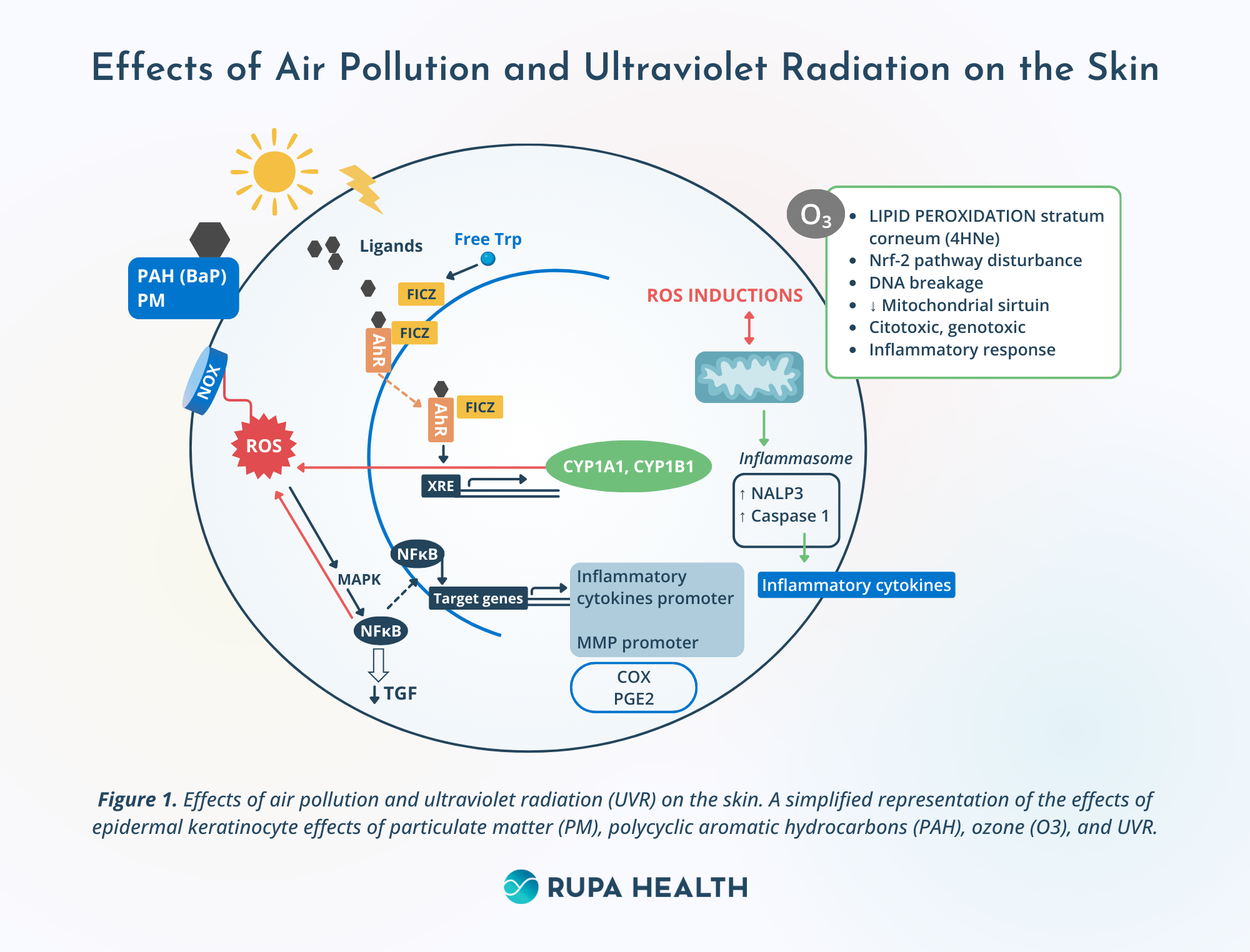 The Role of Environmental Toxins in Skin Health: What Practitioners ...