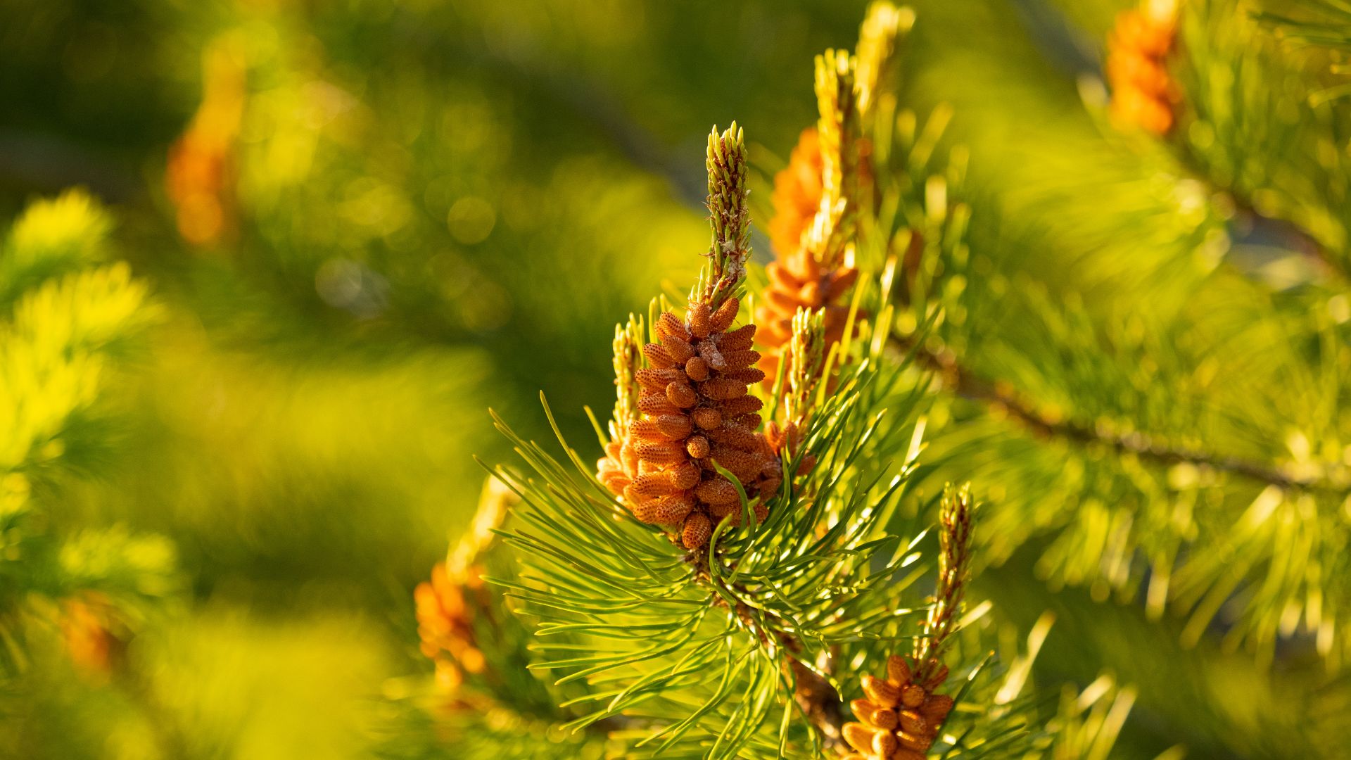 6 Benefits of Pine Pollen