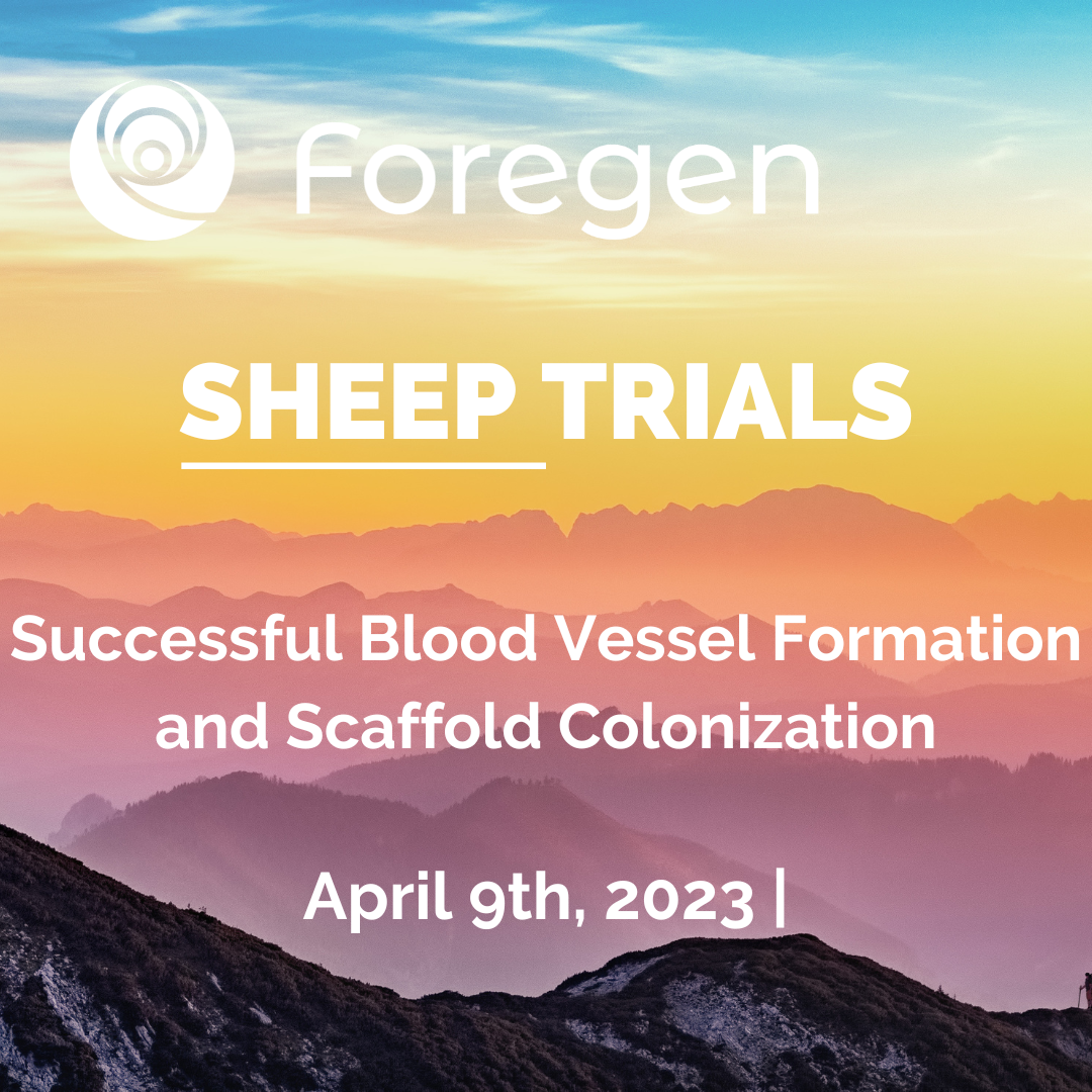 Foregen: Sheep Trials: Successful Blood Vessel Formation and Scaffold ...