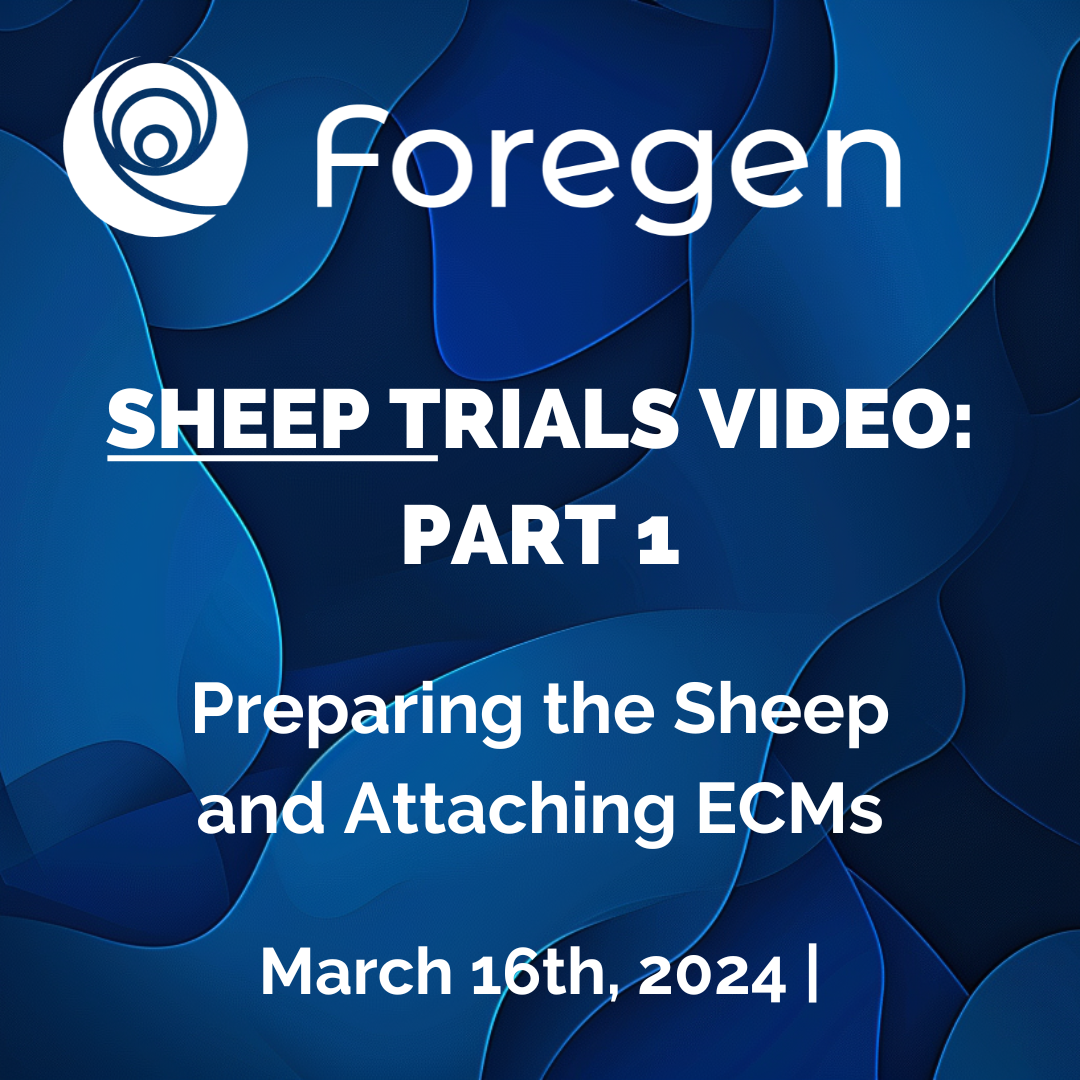 Foregen: Sheep Trials Part 1: Preparing the Sheep and Attaching ECMs ...