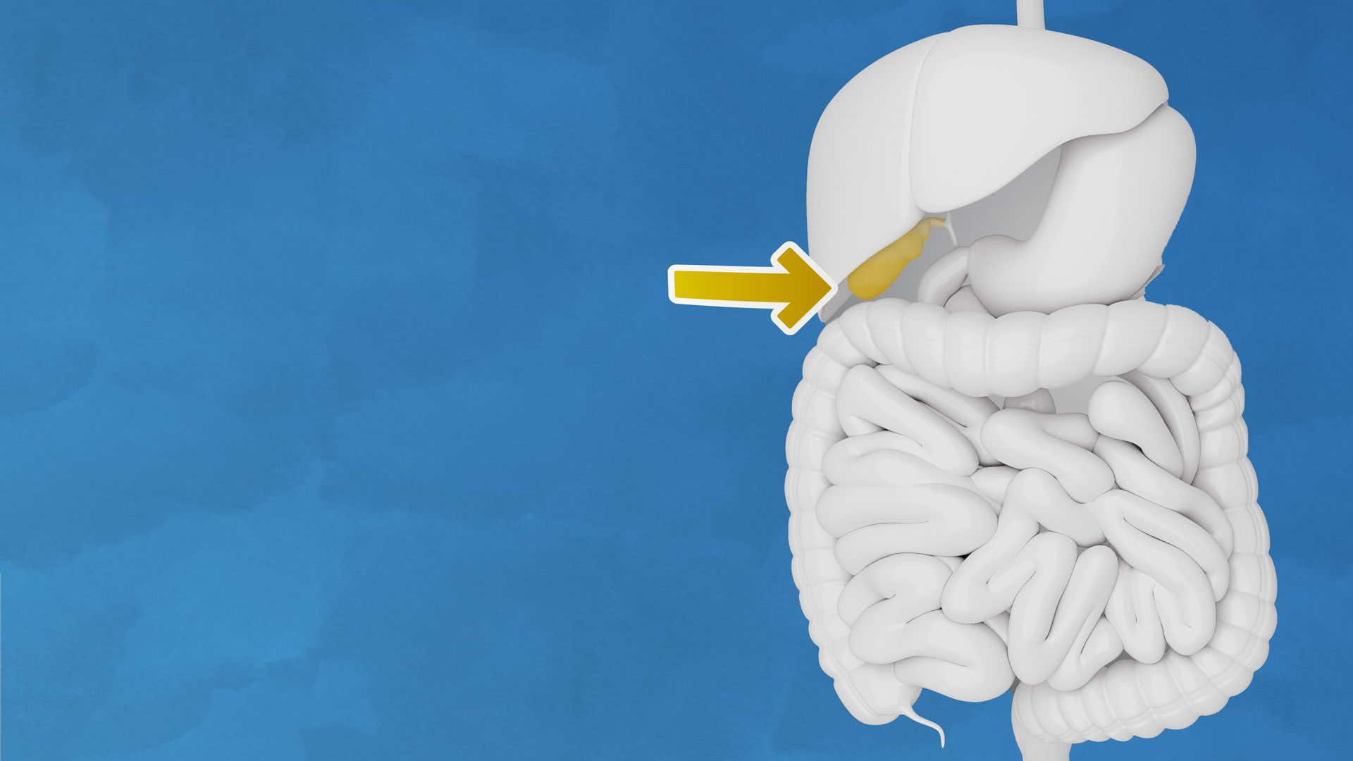 The Gallbladder: What It Does and What Happens When It’s Not Healthy