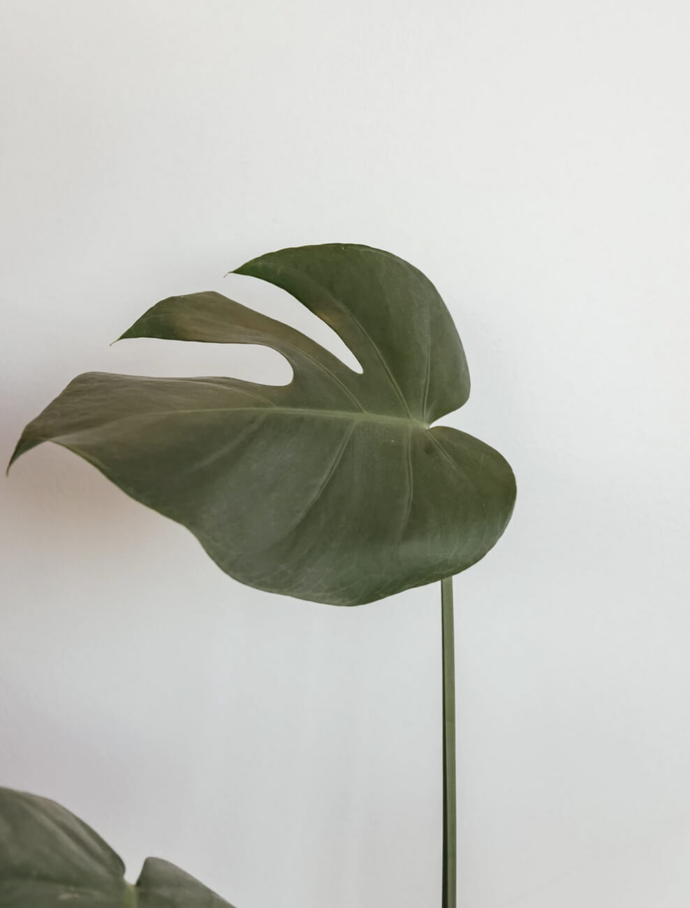 DANIELA BAUM - Beratung im Gesundheitswesen