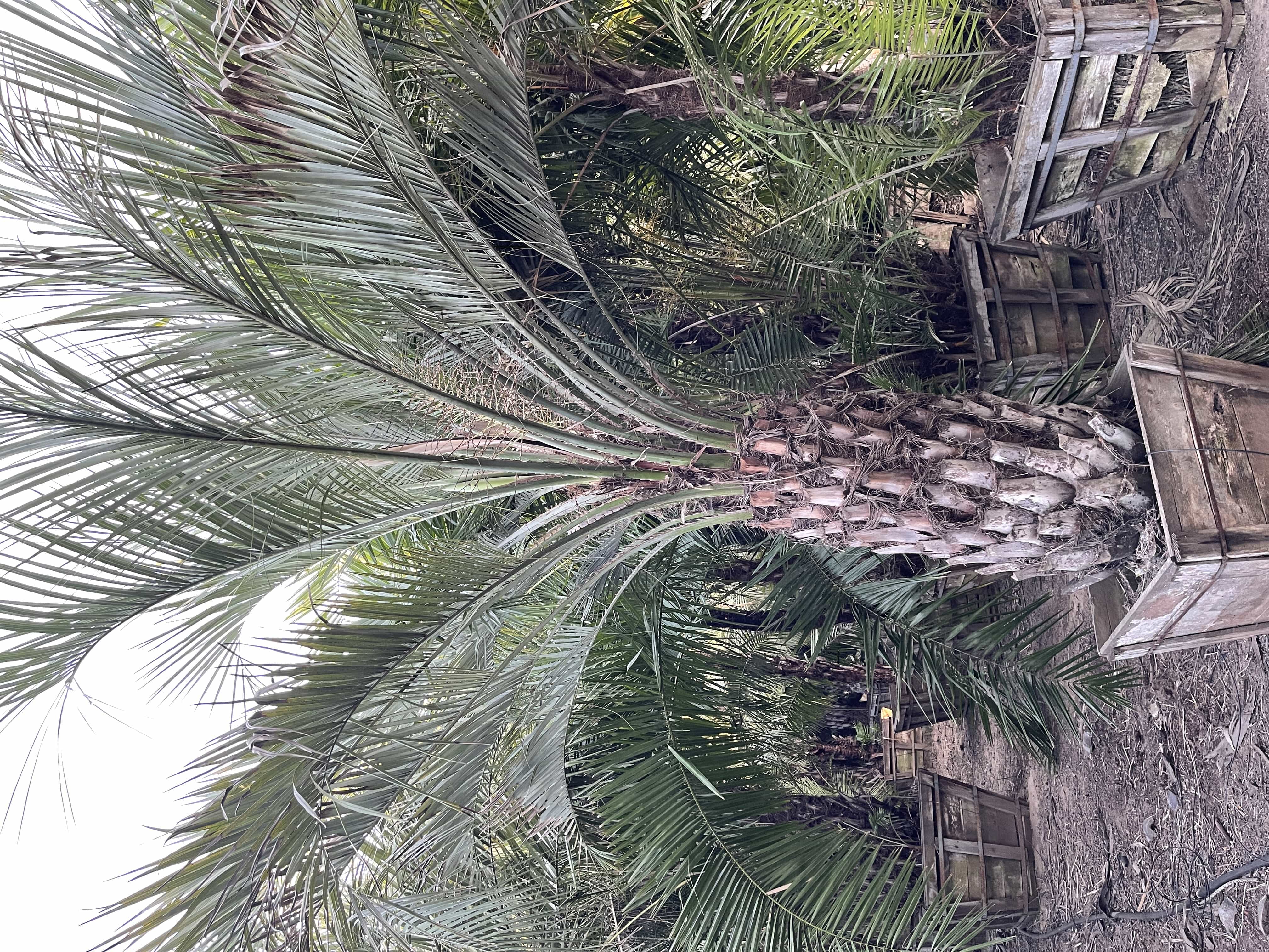 Butia capitata, Butia odorata — Jelly Palm, Pindo Palm — @ Sea Crest ...