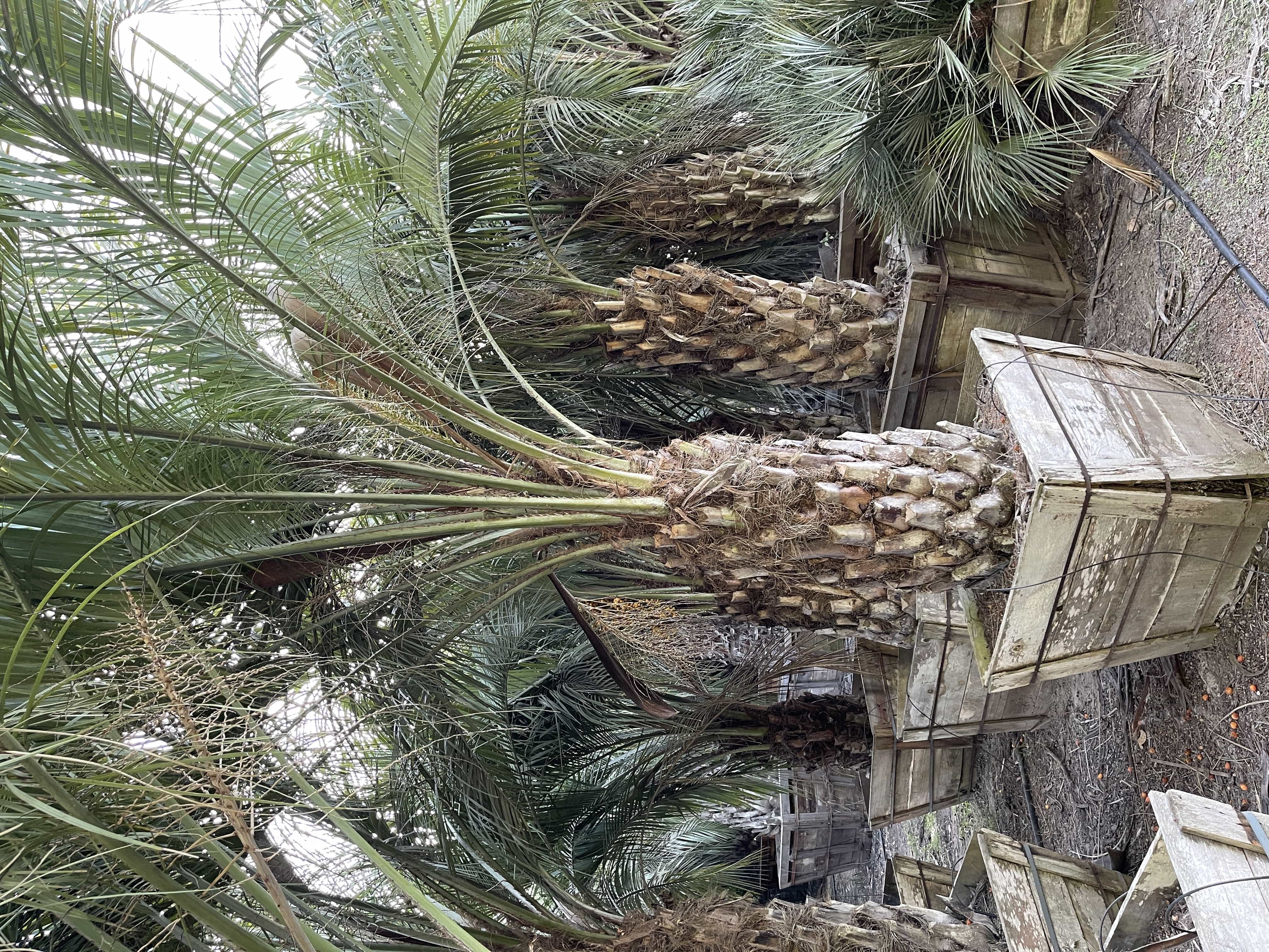 Butia capitata, Butia odorata — Jelly Palm, Pindo Palm — @ Sea Crest ...