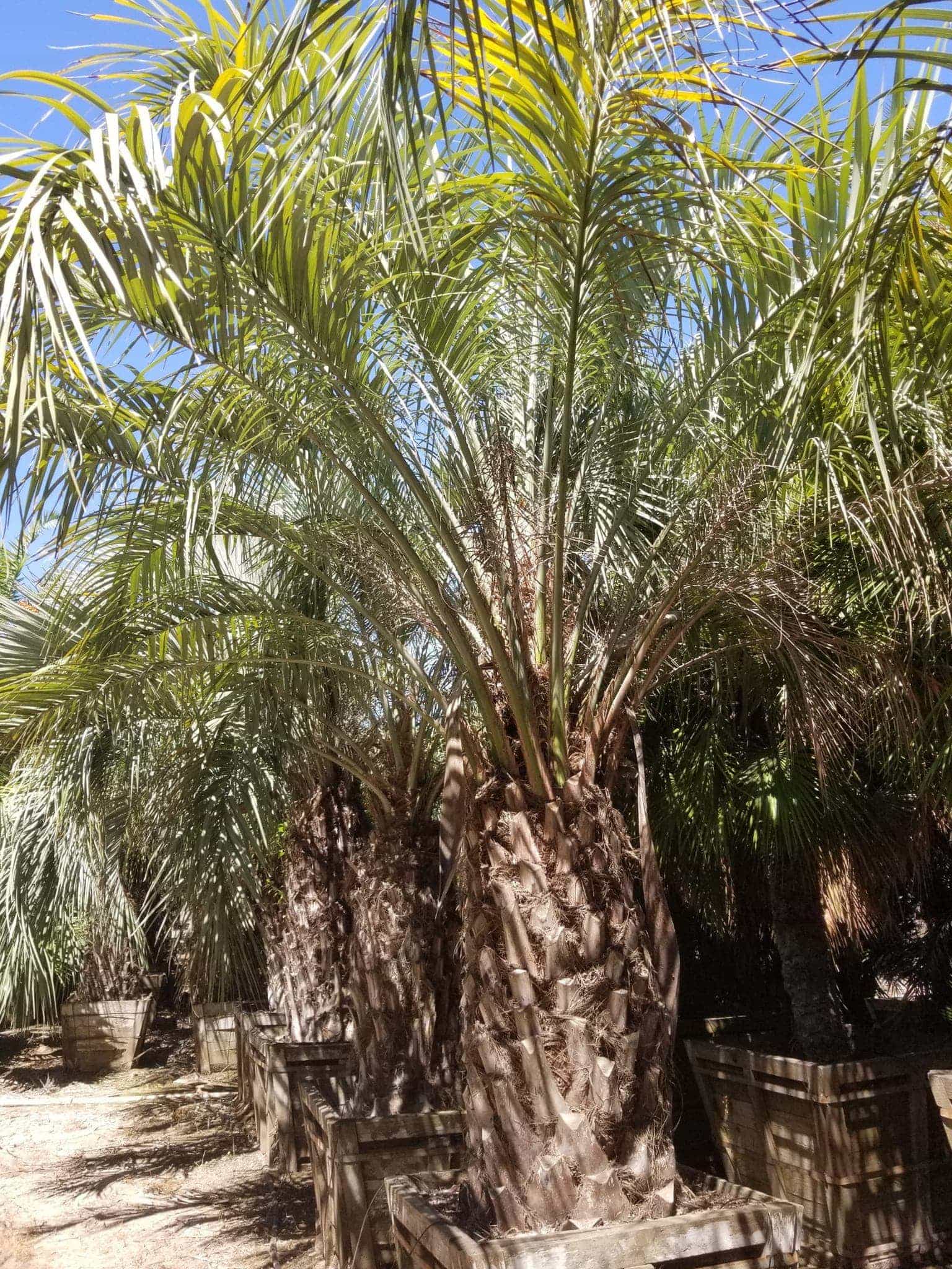 Butia capitata, Butia odorata — Jelly Palm, Pindo Palm — @ Sea Crest ...