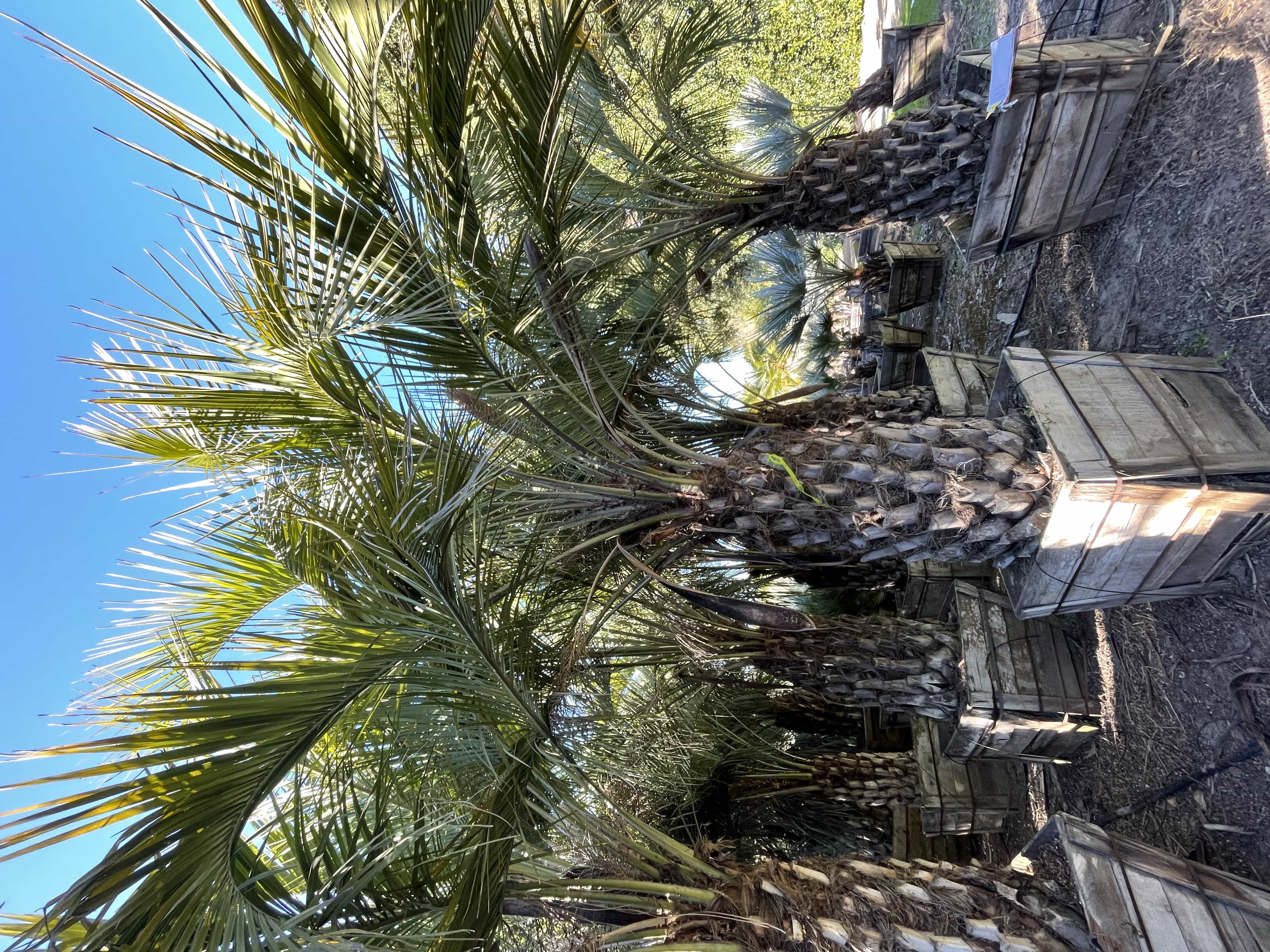 Butia capitata, Butia odorata — Jelly Palm, Pindo Palm — @ Sea Crest ...