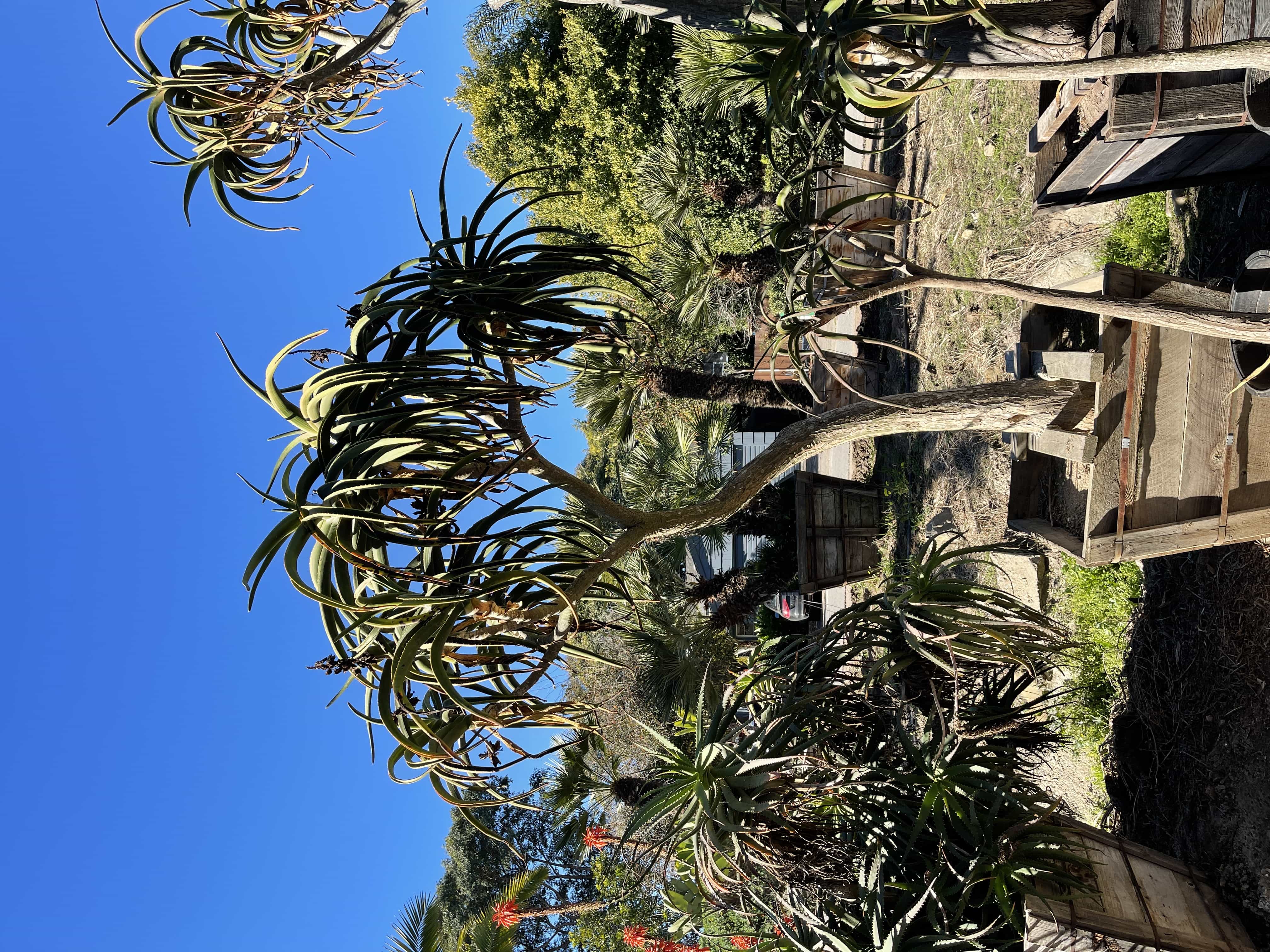 Aloidendron barberae — Tree Aloe — @ Sea Crest Nursery