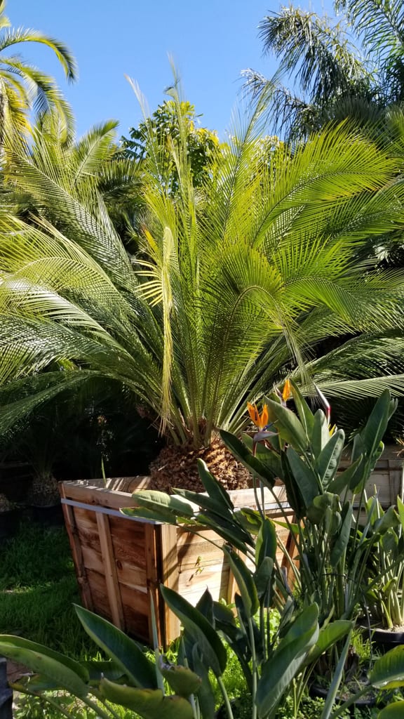 Macrozamia johnsonii — — @ Sea Crest Nursery
