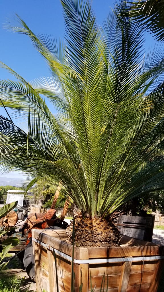 Macrozamia johnsonii — — @ Sea Crest Nursery