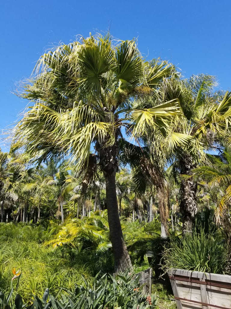 Livistona chinensis — Chinese Fan Palm — @ Sea Crest Nursery