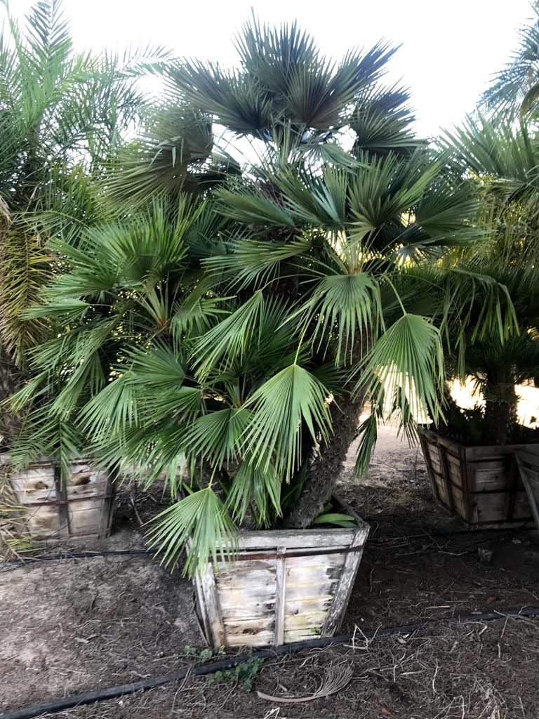Chamaerops humilis — Mediterranean Fan Palm — @ Sea Crest Nursery