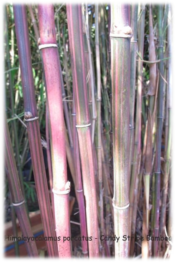 Himalayacalamus falconeri — Candy Striped Bamboo — @ Sea Crest Nursery
