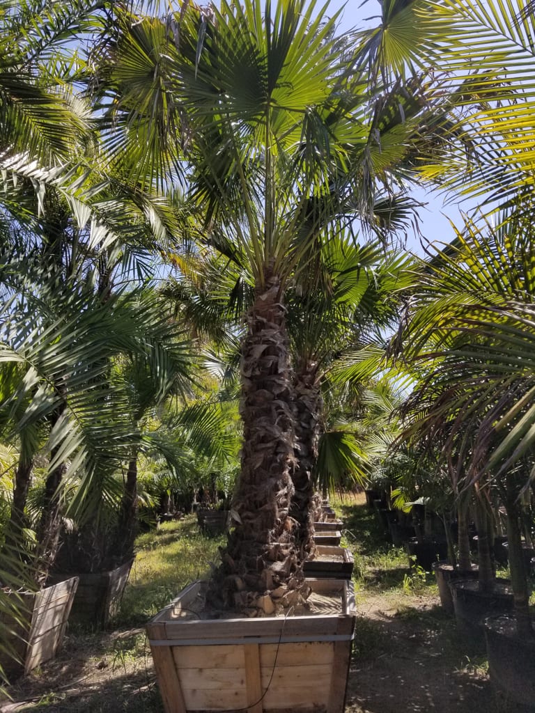 Livistona australis — Cabbage Tree Palm — @ Sea Crest Nursery