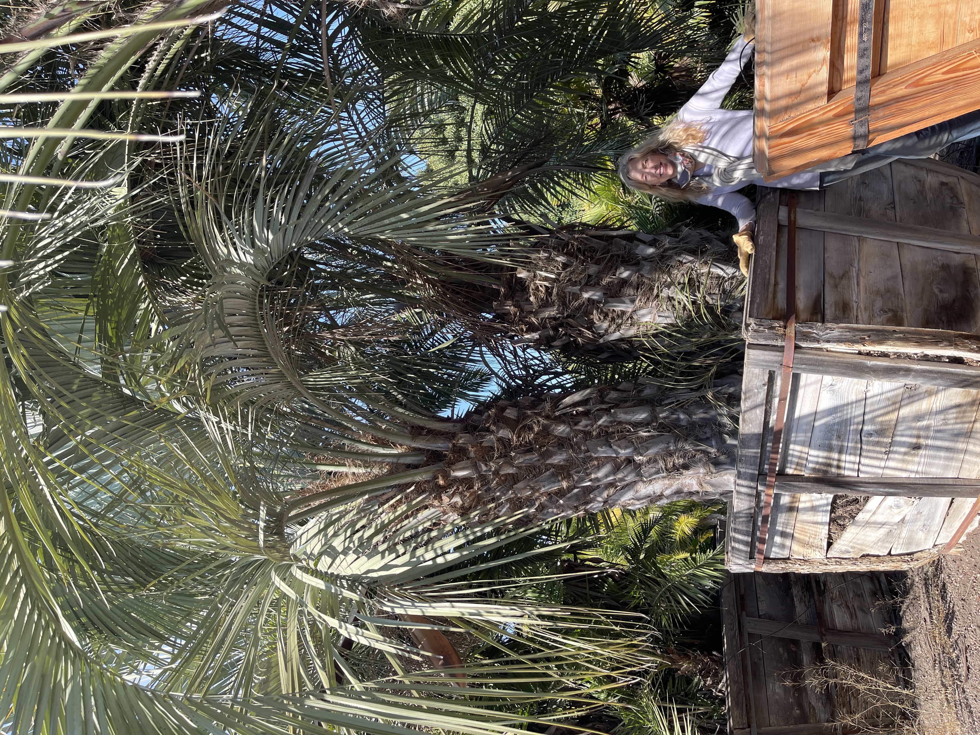 Butia capitata, Butia odorata — Jelly Palm, Pindo Palm — @ Sea Crest ...