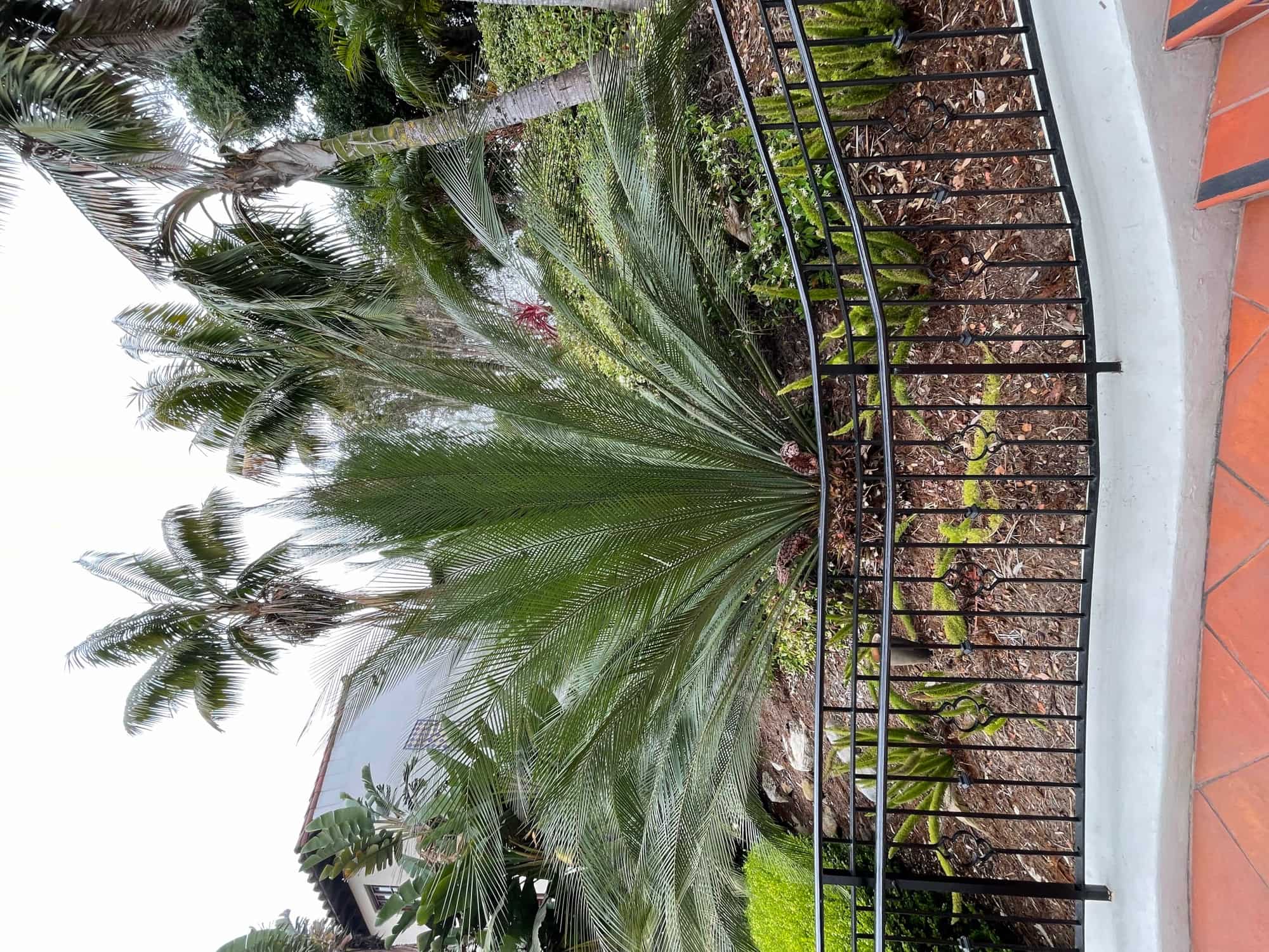 Macrozamia johnsonii — — @ Sea Crest Nursery