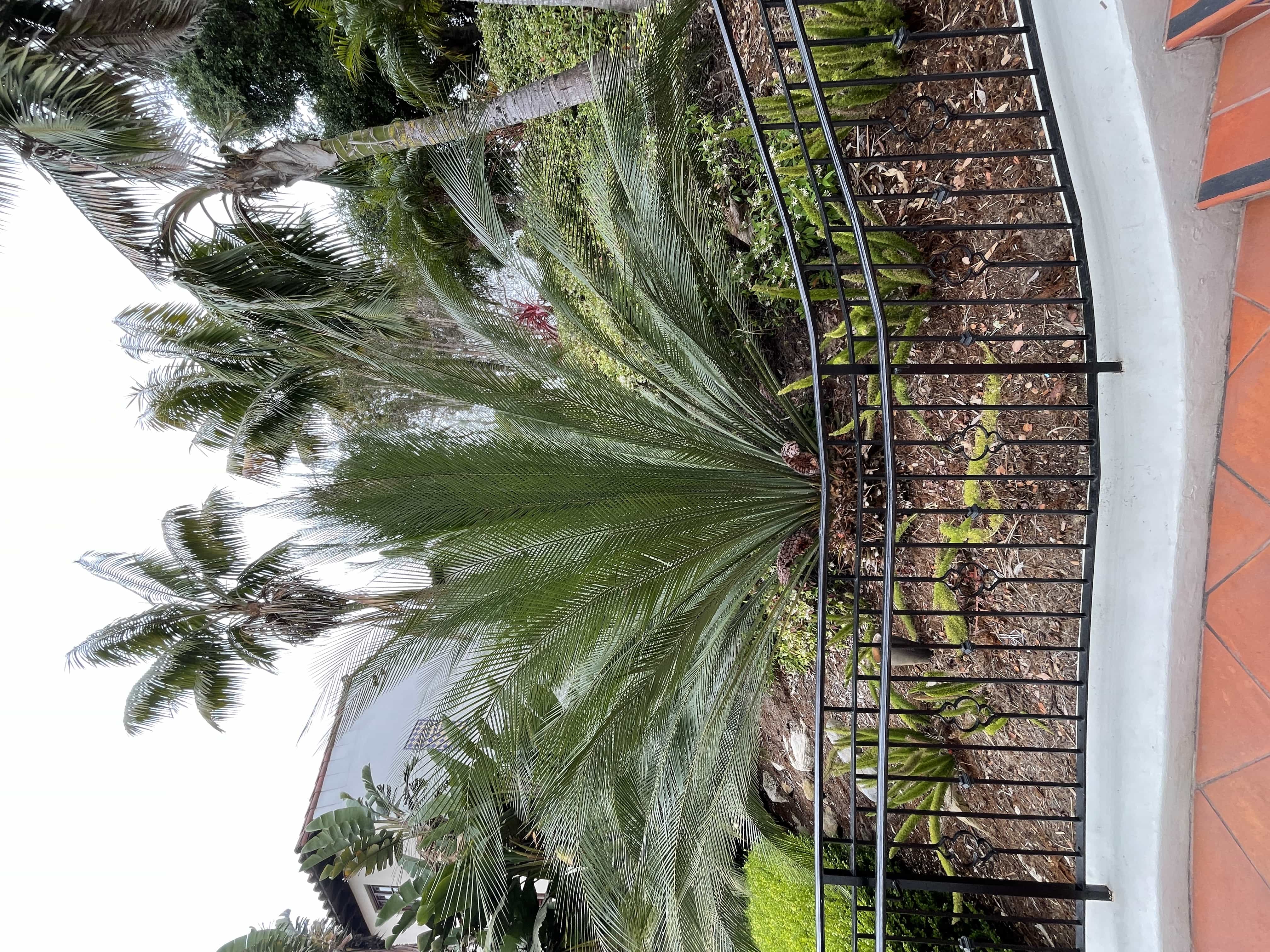 Macrozamia johnsonii — — @ Sea Crest Nursery