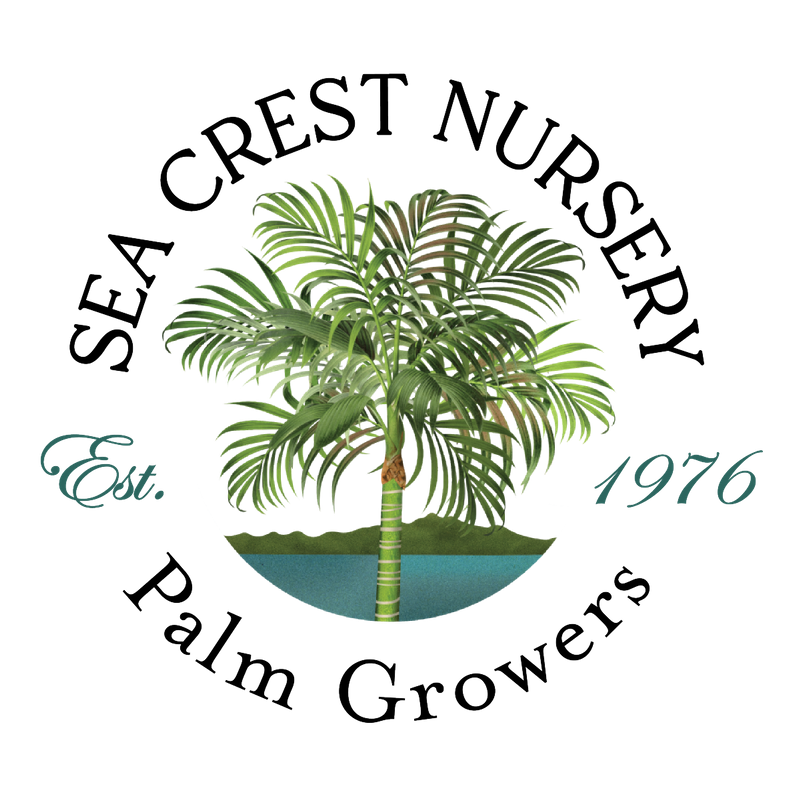 Arenga engleri — Formosa Palm — @ Sea Crest Nursery