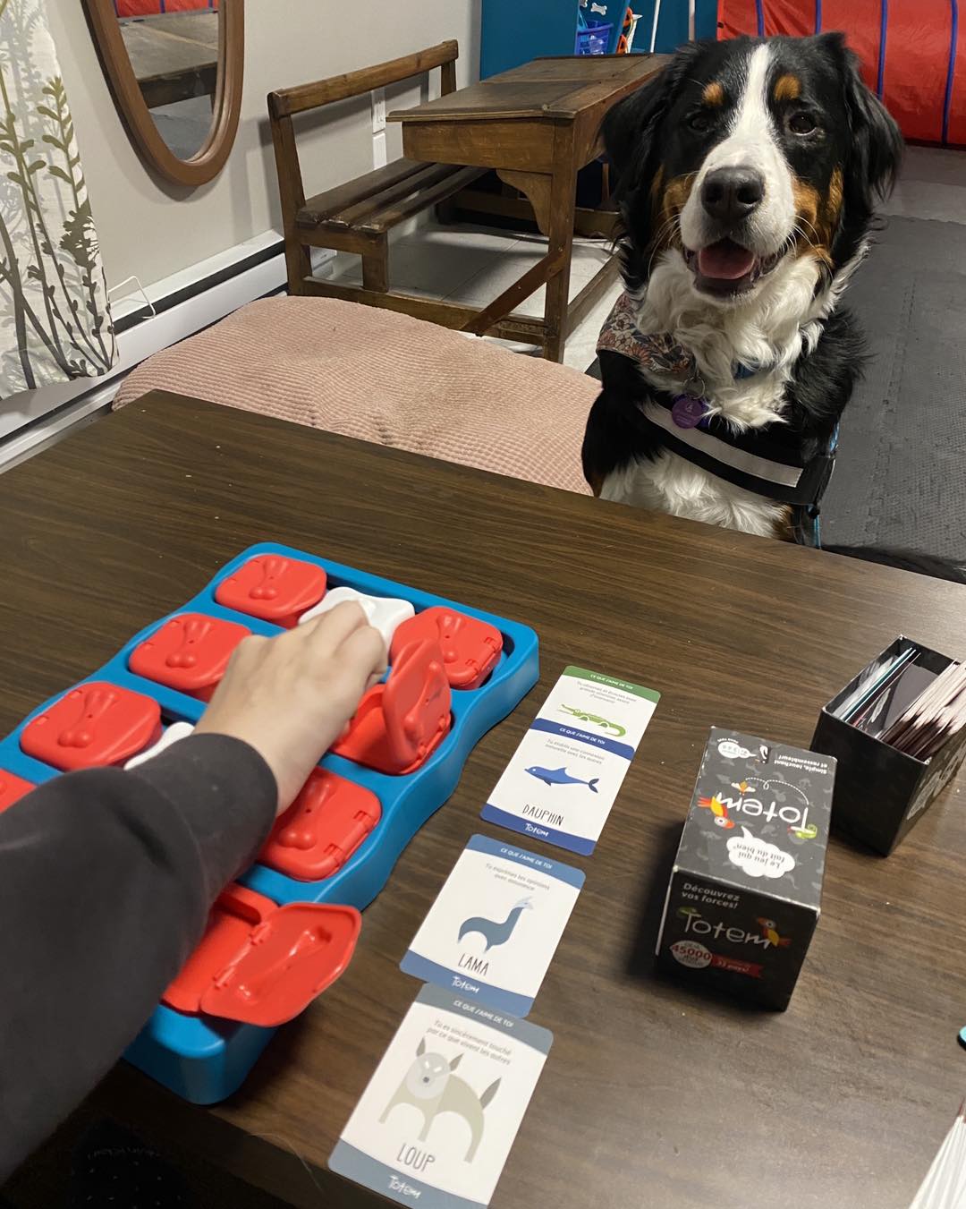 Chiens de zoothérapie et de soutien scolaire