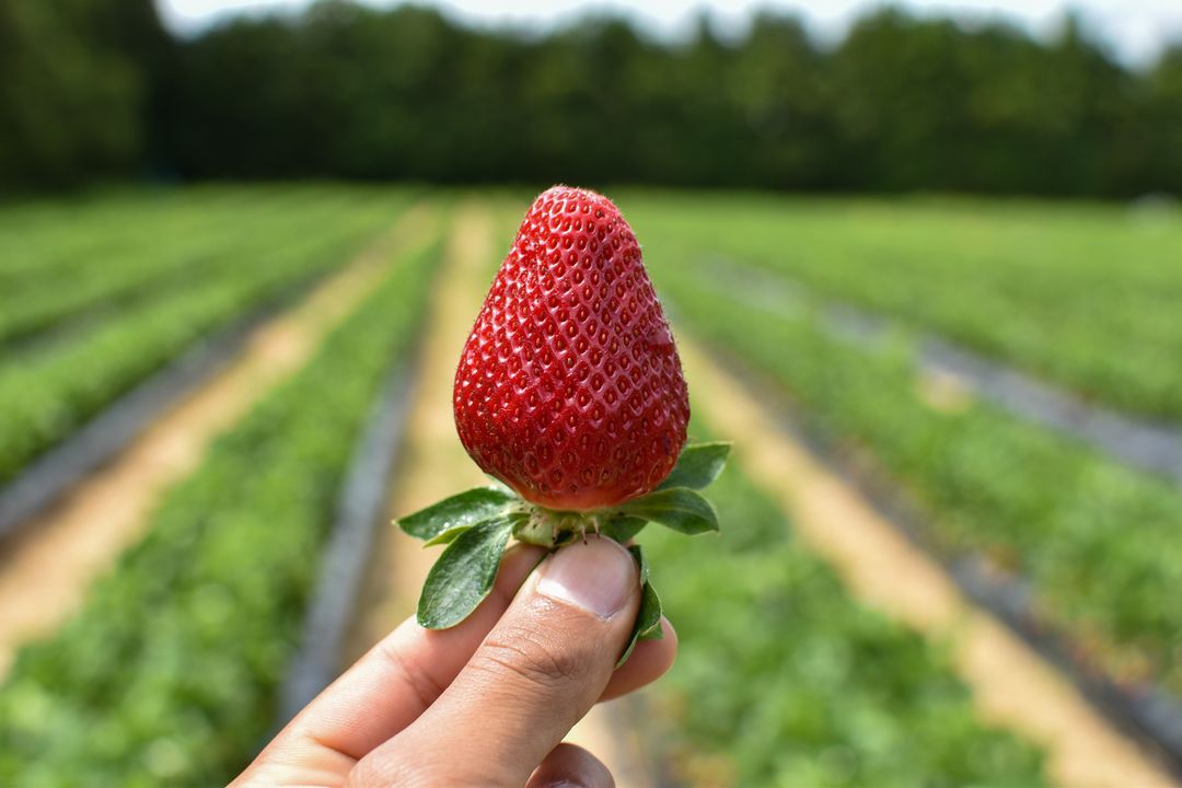 Ruakura Berry Shop | Newstead, Hamilton