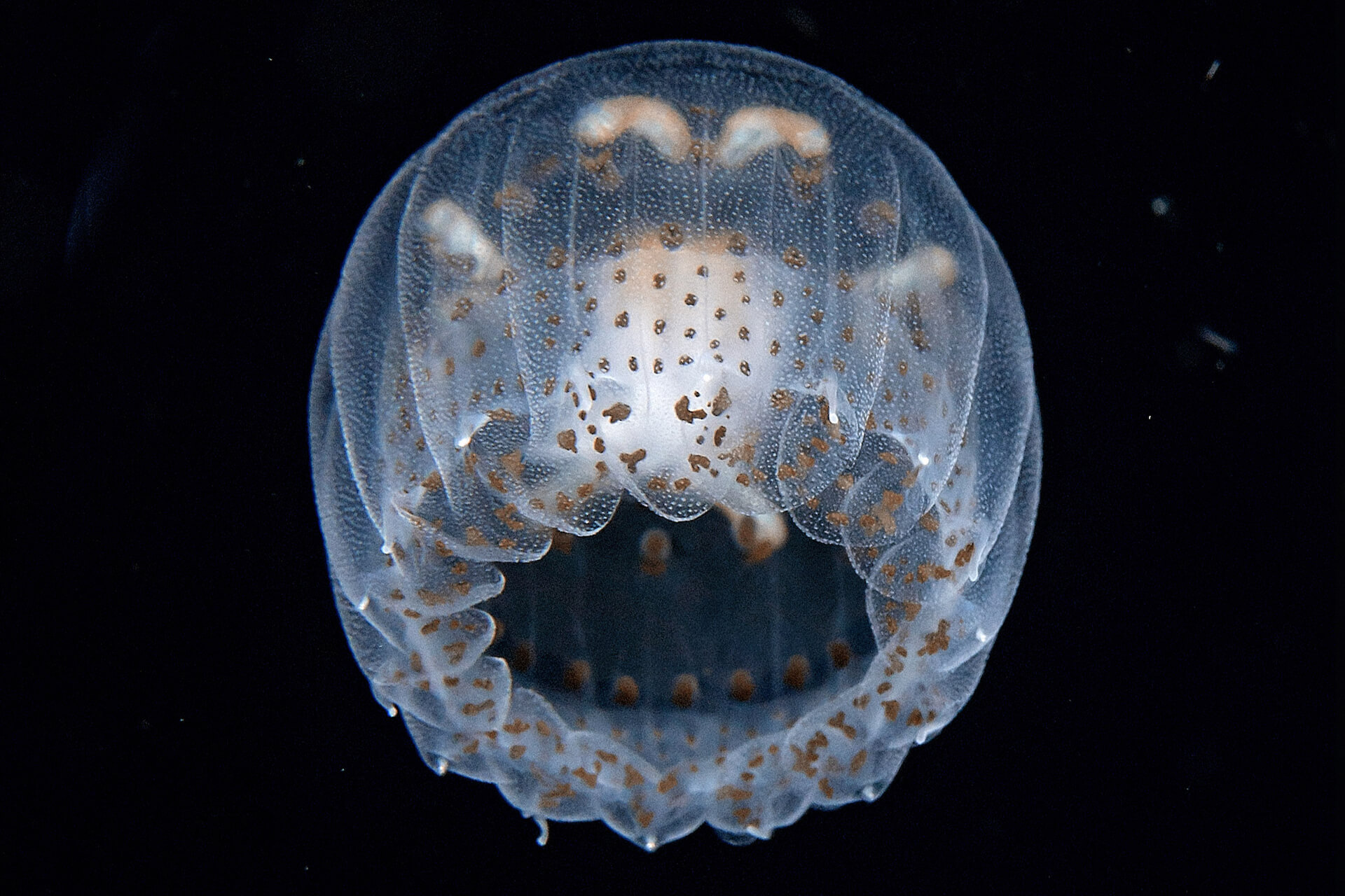 Into the World of Blackwater Diving