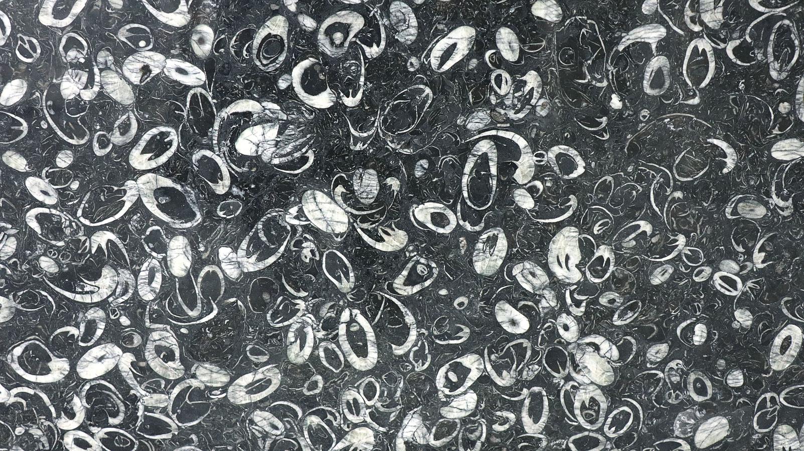 New York Stone | Black Shell Marble, Marble from Morocco