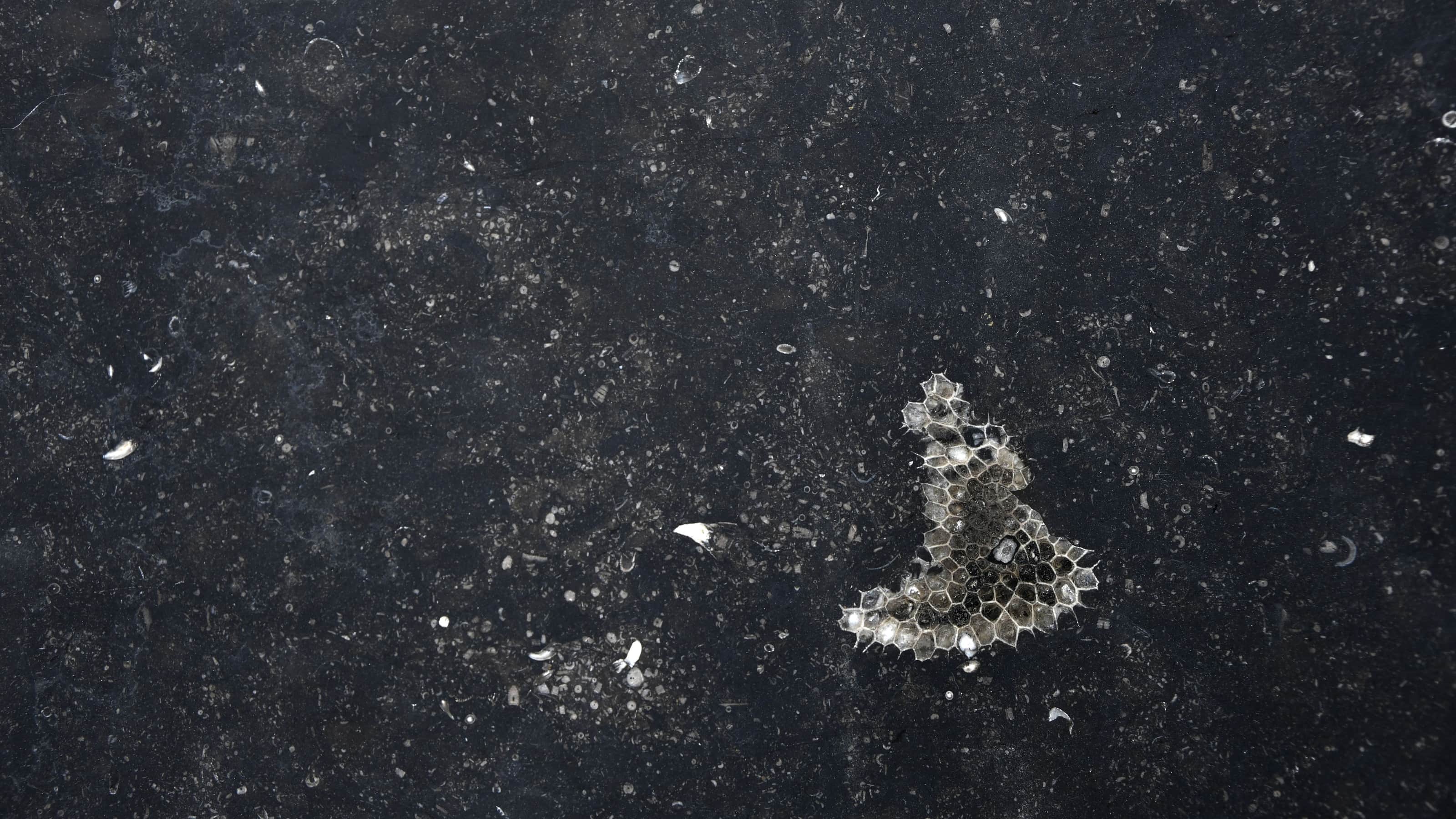 New York Stone | Pierre Blue Bluestone, Marble from Italy