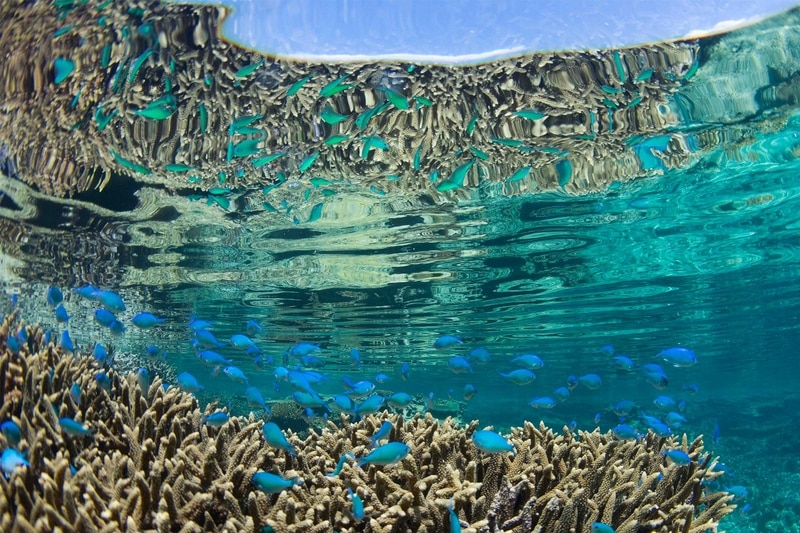 Tavarua Island Resort