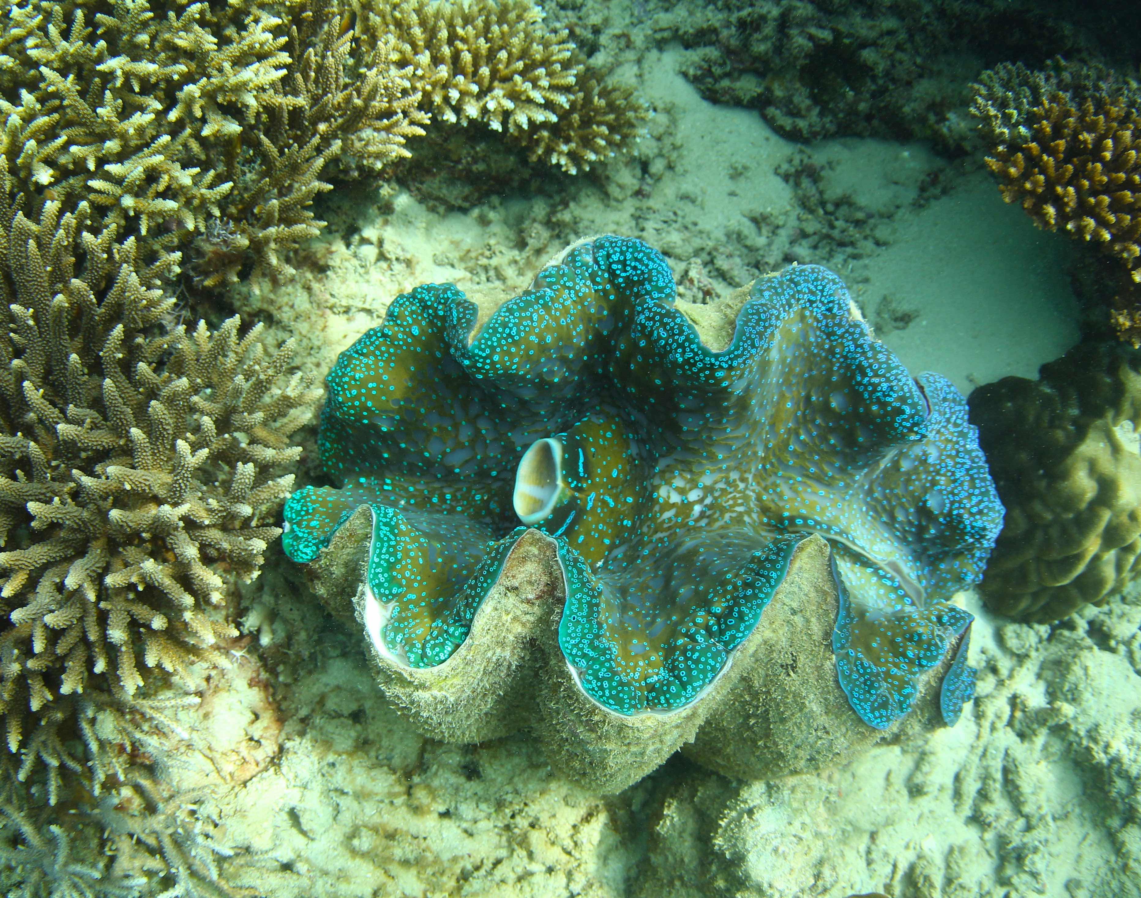 Tavarua Island Resort ≈ Tridacna Gigas Turn Three!