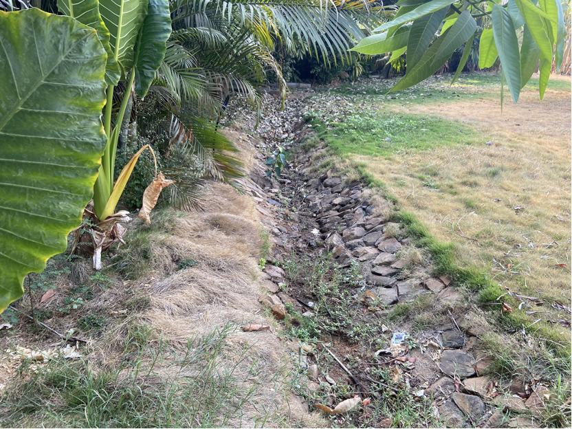 Sustainable Drainage Systems (SuDS) can help save our Swales - Organo