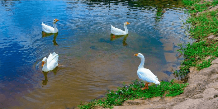 Why Natural Swimming Pools/ Bio Pools are need of the hour? - Organo Naandi