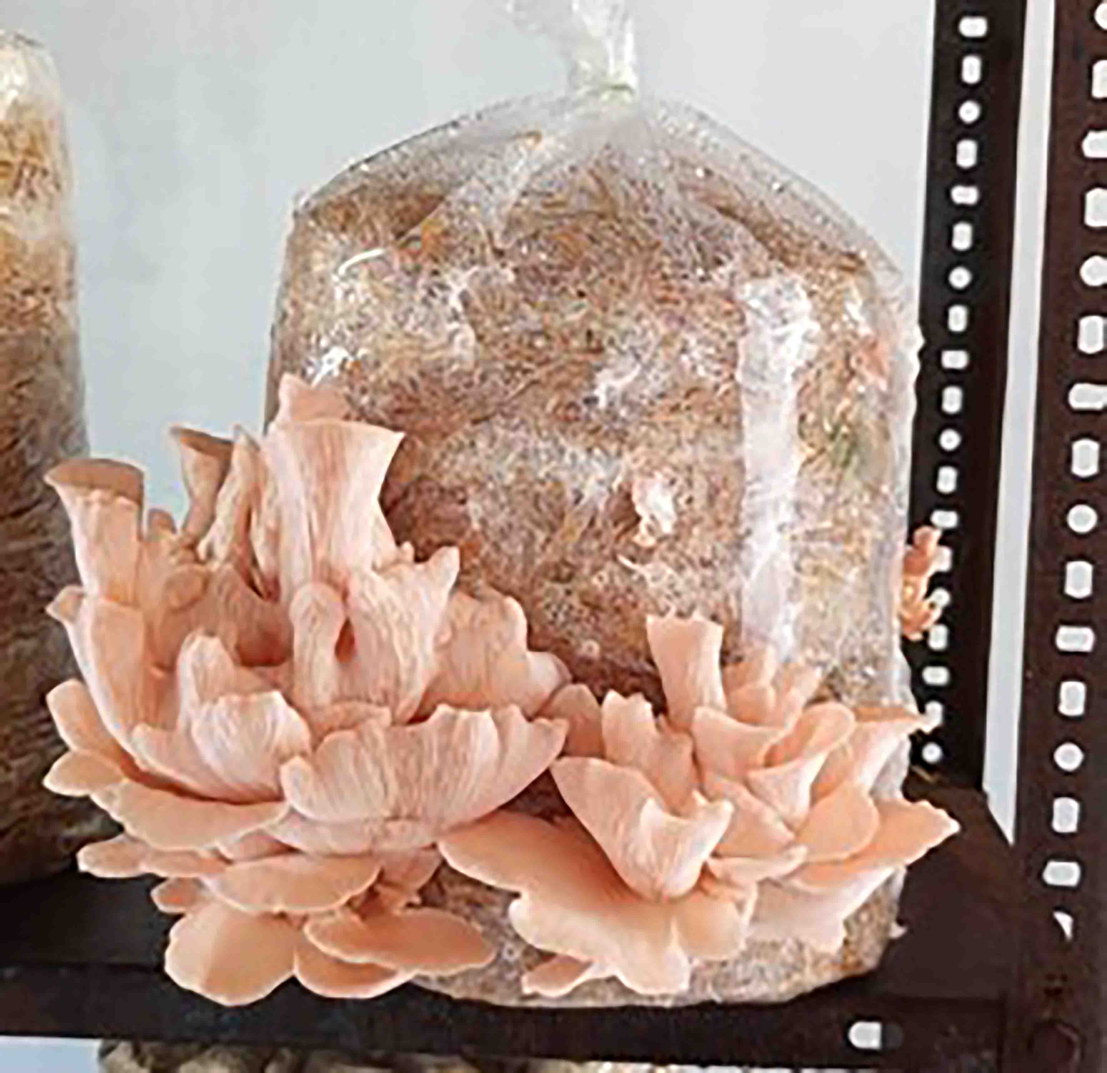 Mushroom Formation : Oyster mushrooms started forming as small pinheads ...