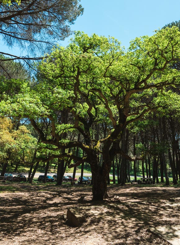 Cefalà Diana > Masseria Rossella