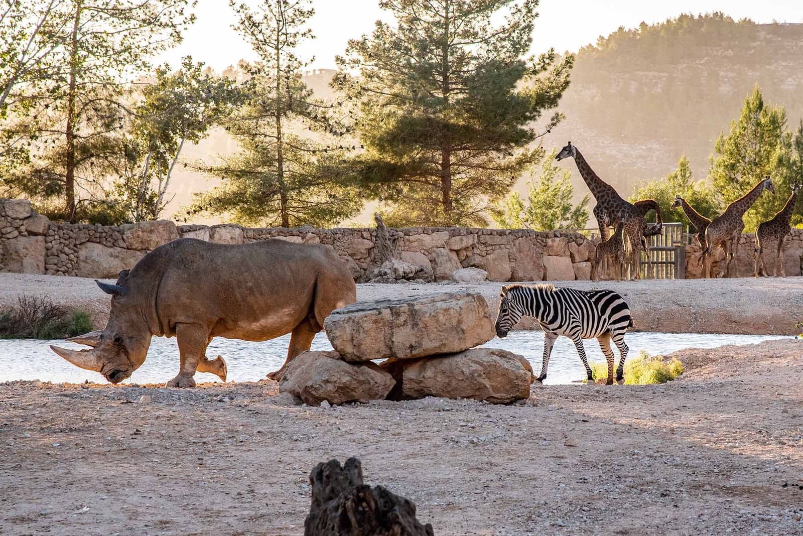 גן החיות התנ"כי דף הבית