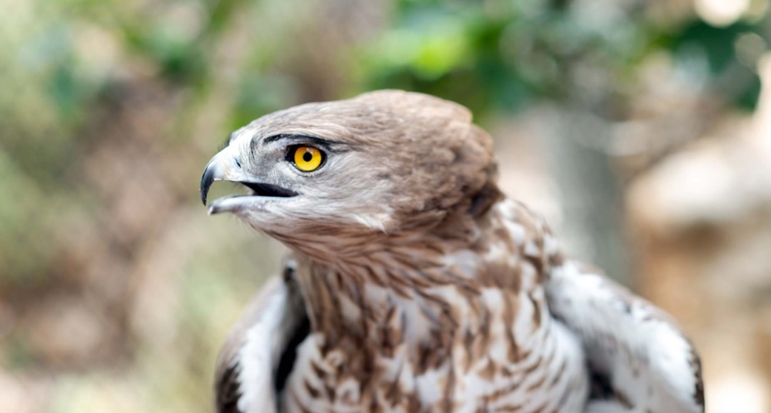 גן החיות התנ"כי דף הבית