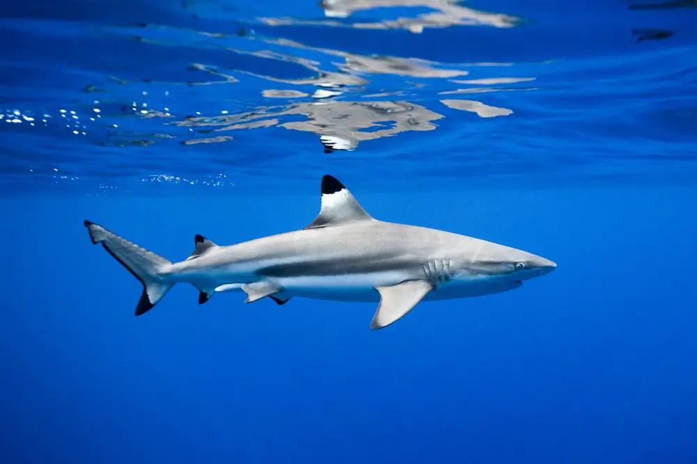 Besök ett av nordens största akvarium hos Fjärilshuset