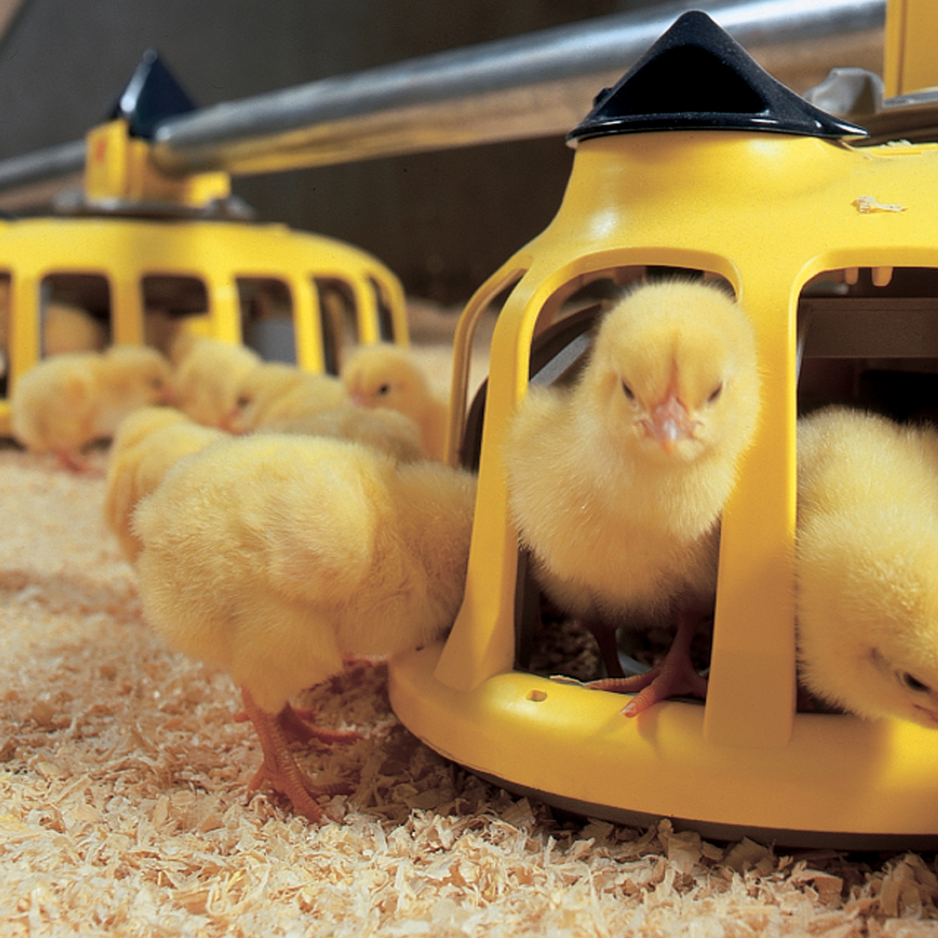 CES | Climatec Equipment Services | Poultry & Pig Feeding & Drinking ...